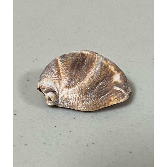 Accents | Striped Crepidula Sea Snail Seashell Ocean Beach Shell Summer ...